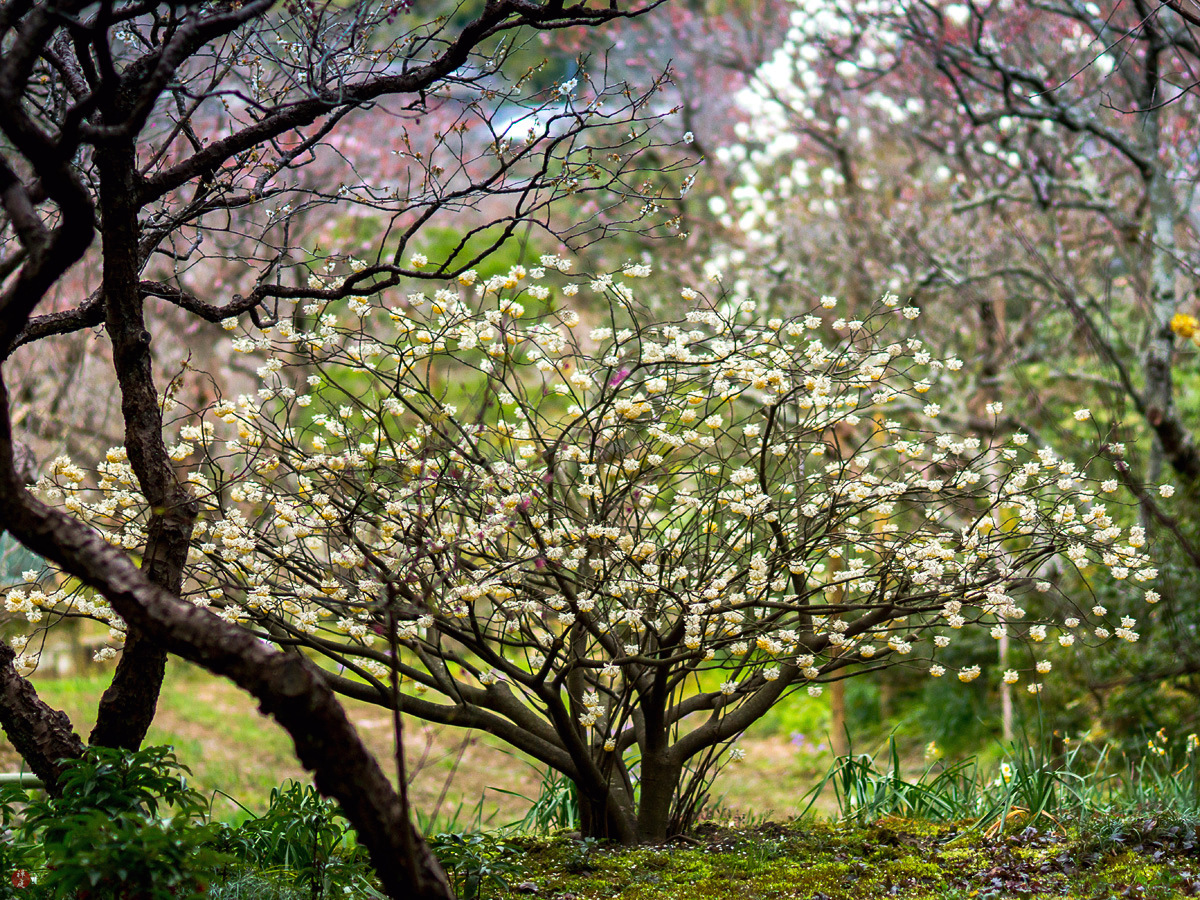 FROM THE GARDEN OF ZEN: April 2015