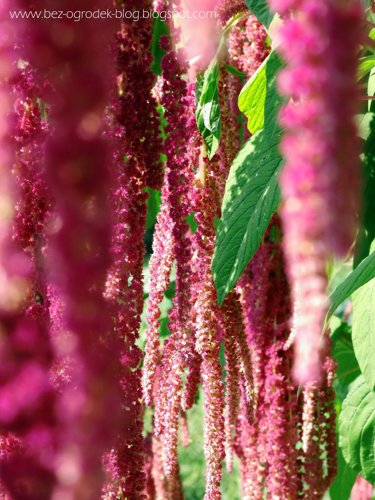 Amarantus czyli szarłat: z ogrodu do kuchni | BEZ OGRÓDEK | blog ogrodniczy