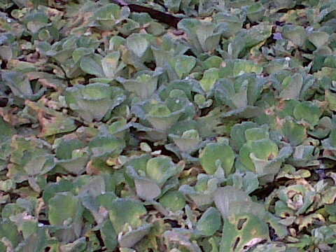 Info Terbaru 25+ Gondok Adalah