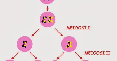 Solu ja perinnöllisyys: 8. Geenit siirtyvät sukusoluissa vanhemmilta ...