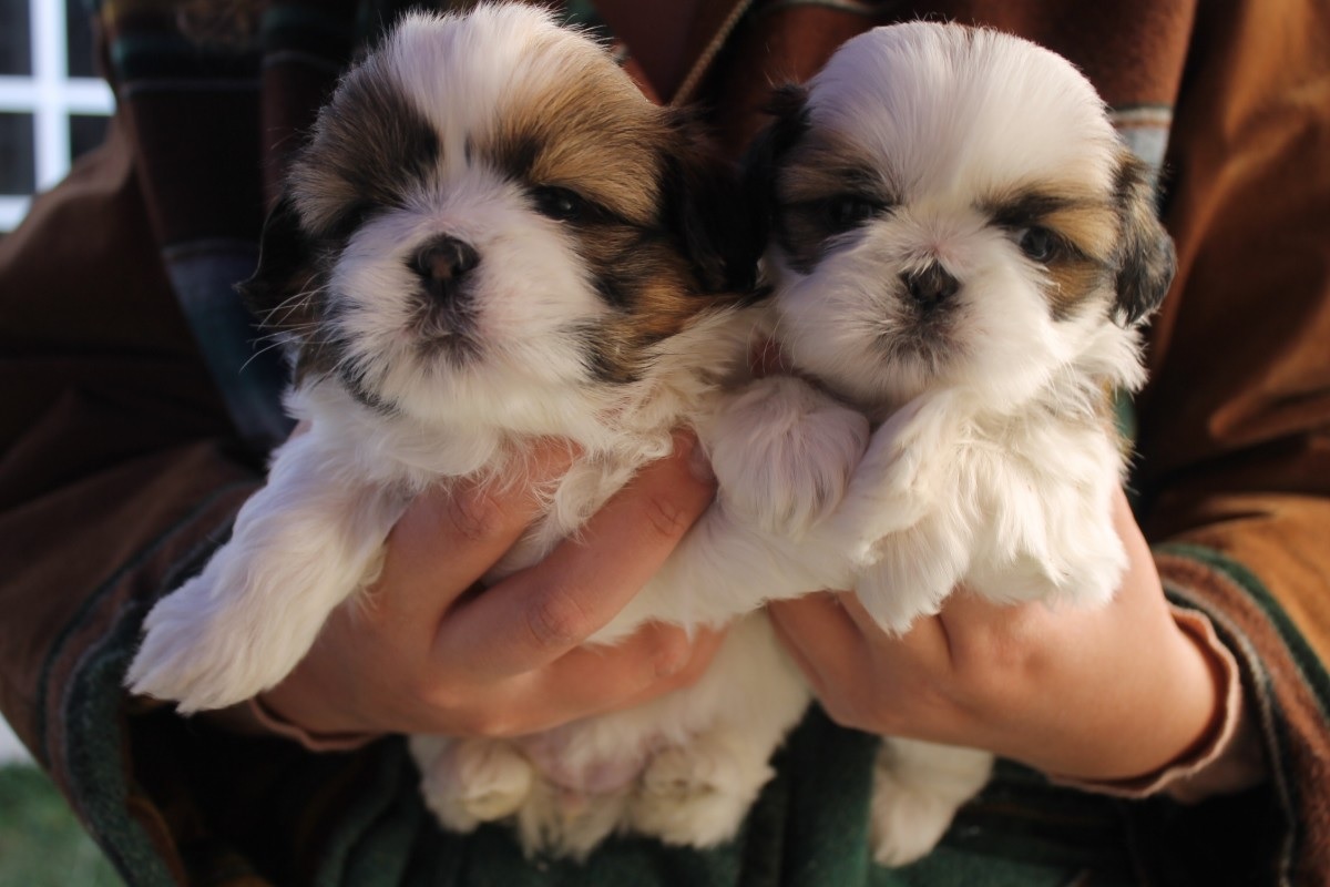 Anjing Shih tzu Puppy, Watak dan Cara Merawatnya