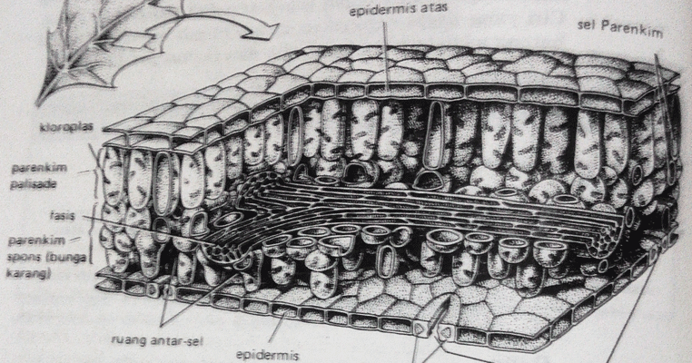 Sistem Organ Daun Pada Tumbuhan Dan 3 Bagian Daun - Biologisites