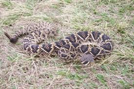 The Test Blog for Blogger and Gadgets: The Hitchiti Tribe Georgia