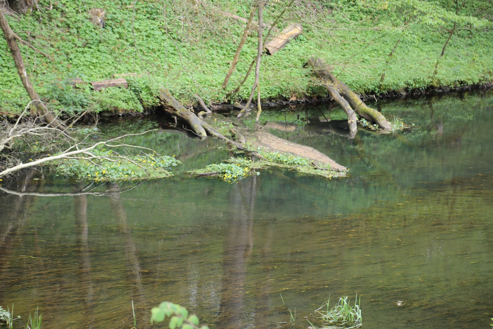 Thorbjørn Stegelmann - Manden - Myten - Møgdyret: Uwe - 75 år