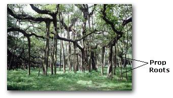 Diversity of roots and their functions: Grade 8 - root system