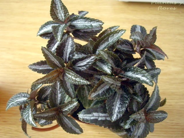 Plantas y flores: Pileas