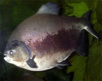 Black Pacu