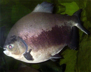 Black Pacu