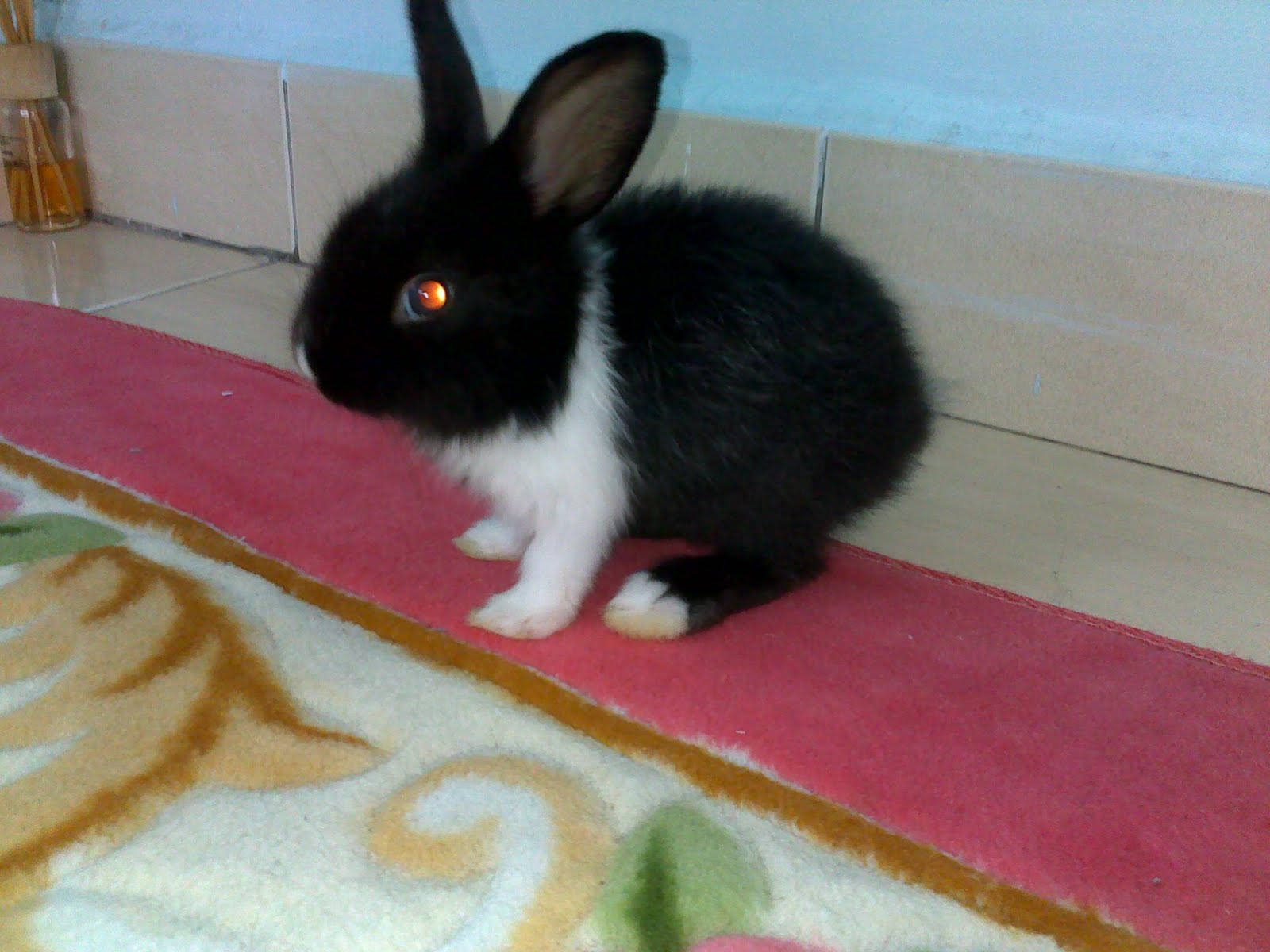 alieavea: monday BLUES # 4 - my little baby bree