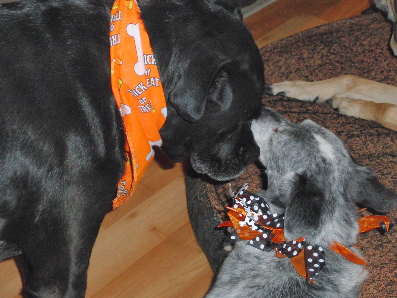 The Boswell House: All Hallow's Eve!