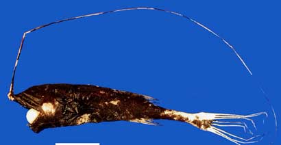 Portal Fish Picture: Deep Sea Gigantactis