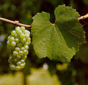 The Sommelier Update: Noble Grapes