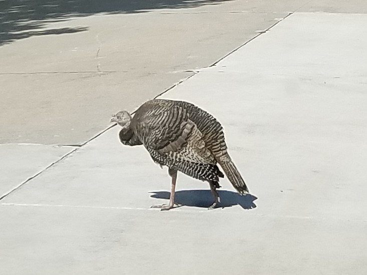 The Everyday Adventurer: A Sad Turkey Story