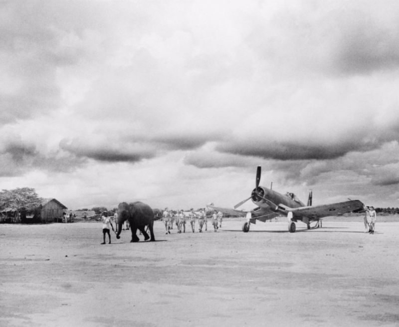 10 Ways Animals Have Helped the War Effort from World War I & II ...