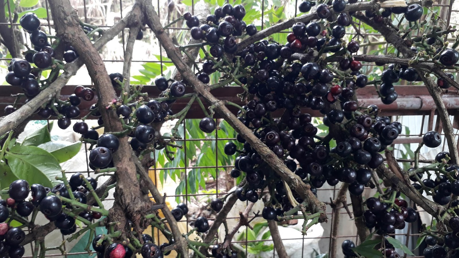 IRGUHAN NG MGA INFANTAHIN: LIPOTE FRUITS/LIPOTE JAM