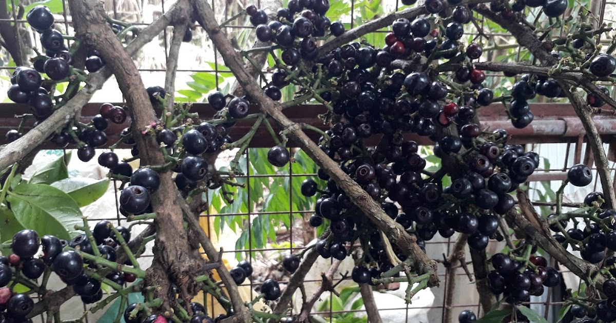 IRGUHAN NG MGA INFANTAHIN: LIPOTE FRUITS/LIPOTE JAM