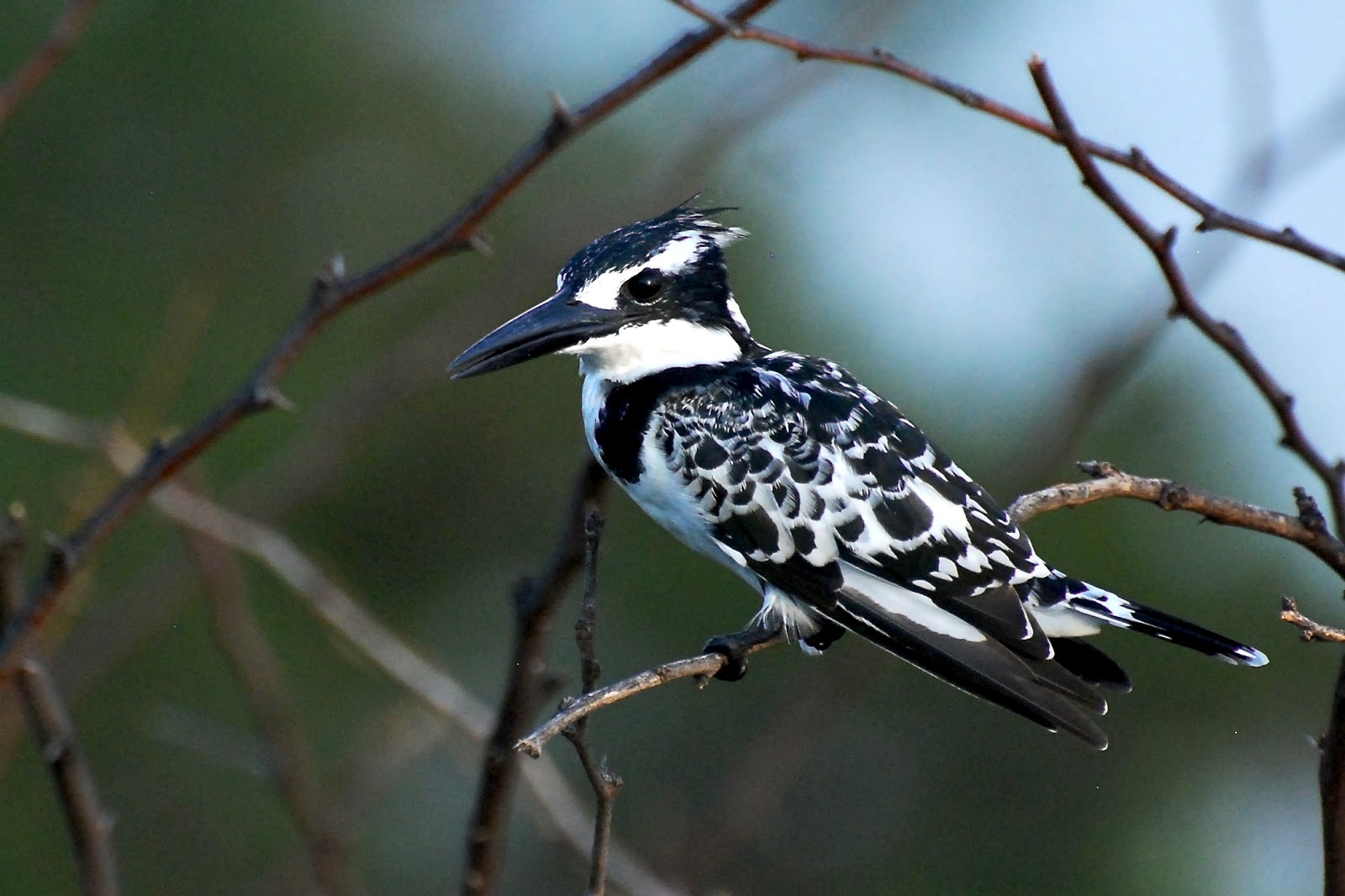 Our Adventures: Favourite Kenyan birds...