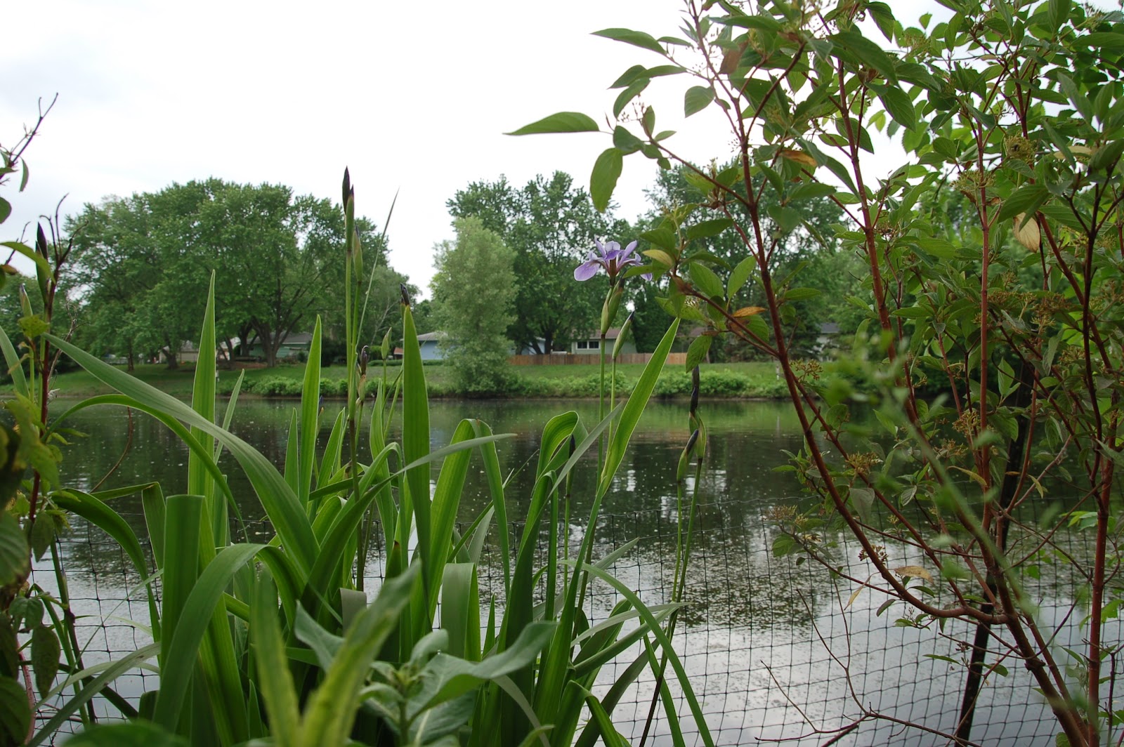 Savoring Servant: Memory Lane Pond shoreline restoration