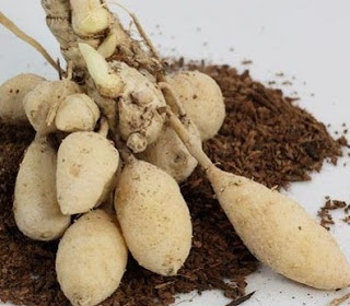 4 Manfaat Kunyit Putih Untuk Kesehatan