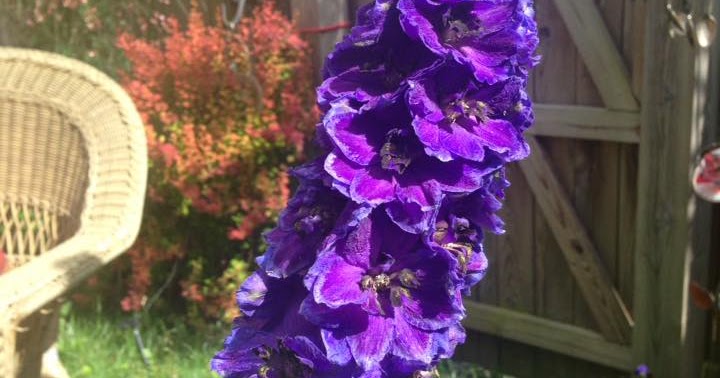 Goth Gardening ^o^: ...poisonous plants and future plans...