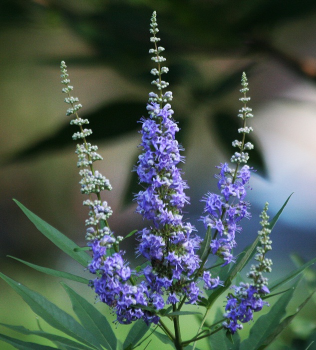 Gardening With Nature: Garden Bloggers' Bloom Day - July 2013