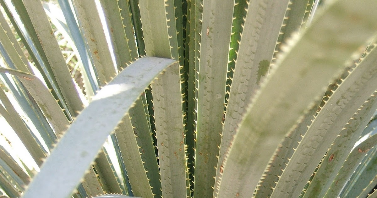 Sotol, The Desert Spoon