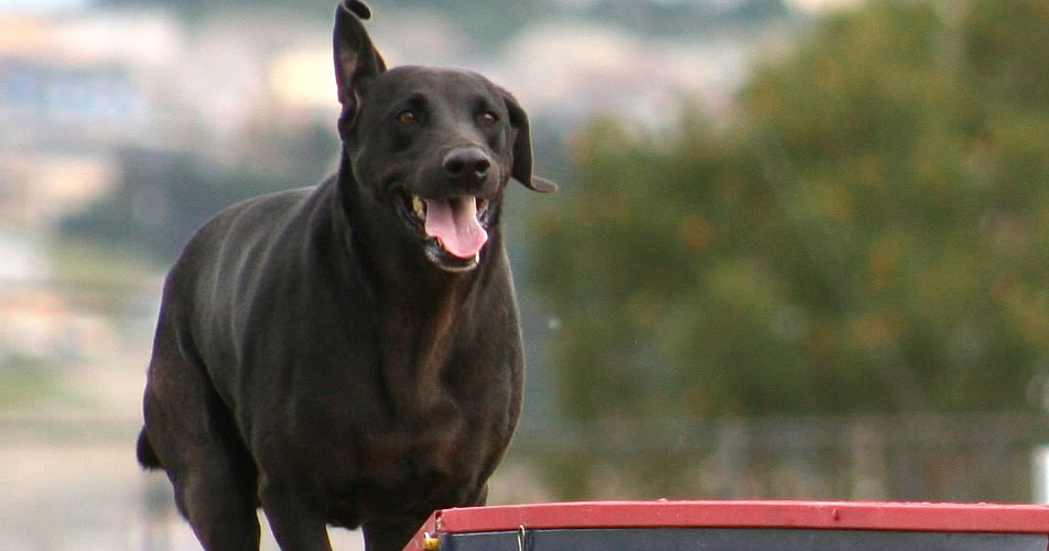 Love pet Club: Teaching the A-Frame, Dog Walk, Teeter, and Weave Poles