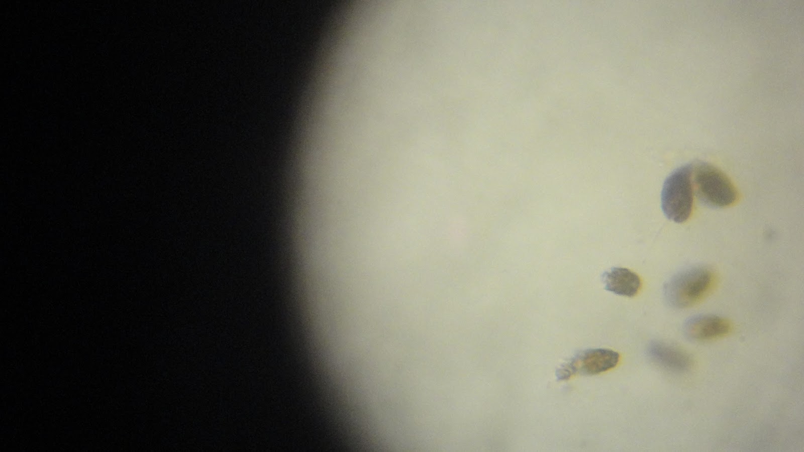 Ciências Biológicas : Aula prática criptogamas - ALGAS