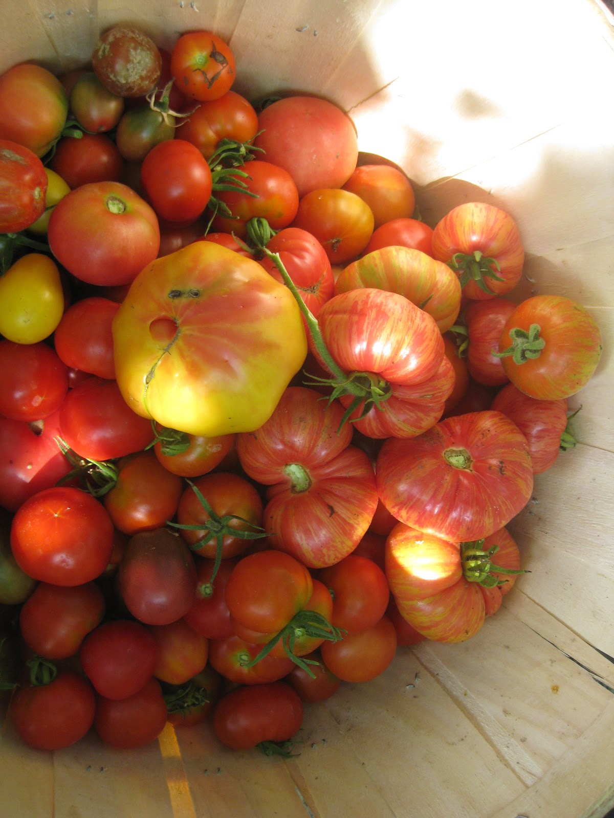 Tree and Twig Farm Blog: Red Tomato Varieties 2013