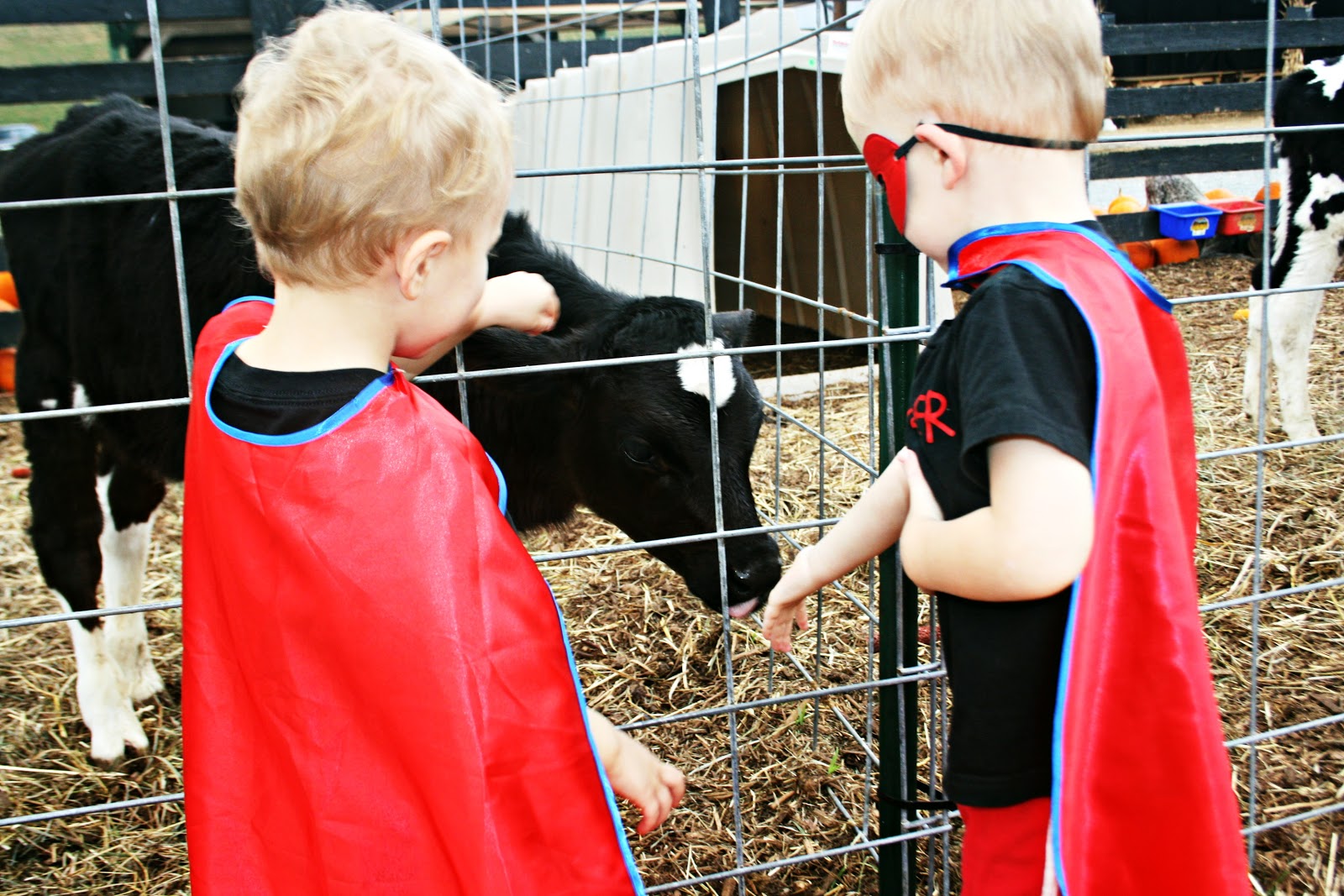 Two Bears Farm and the Three Cubs: The Pumpkin Patch - Jeter Farm ...