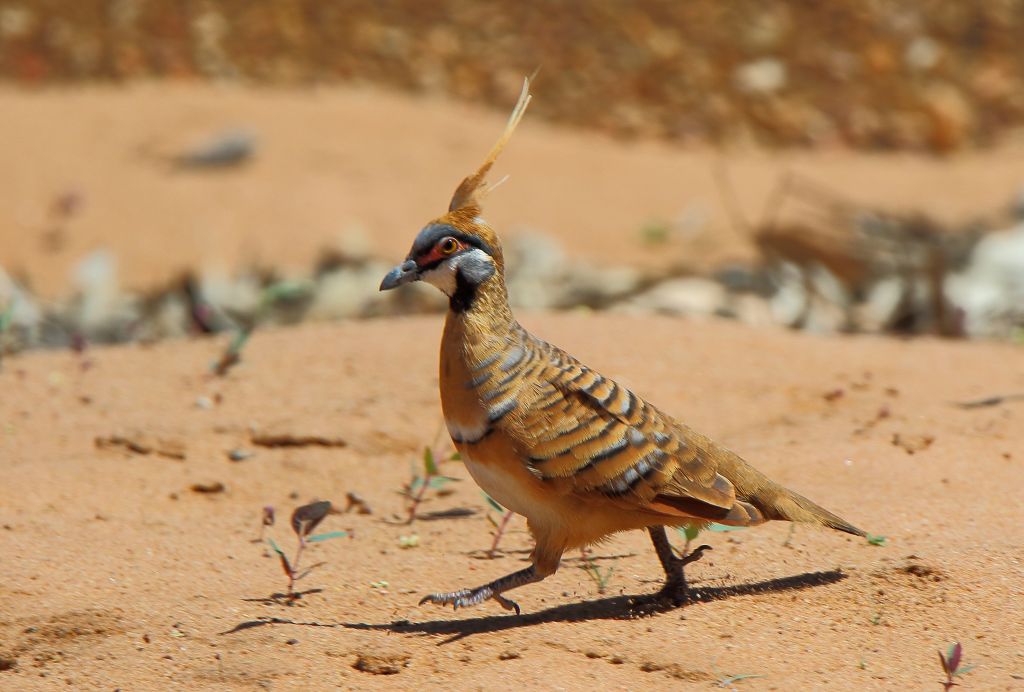 Richard Waring's Birds of Australia: Spinifex Pigeons