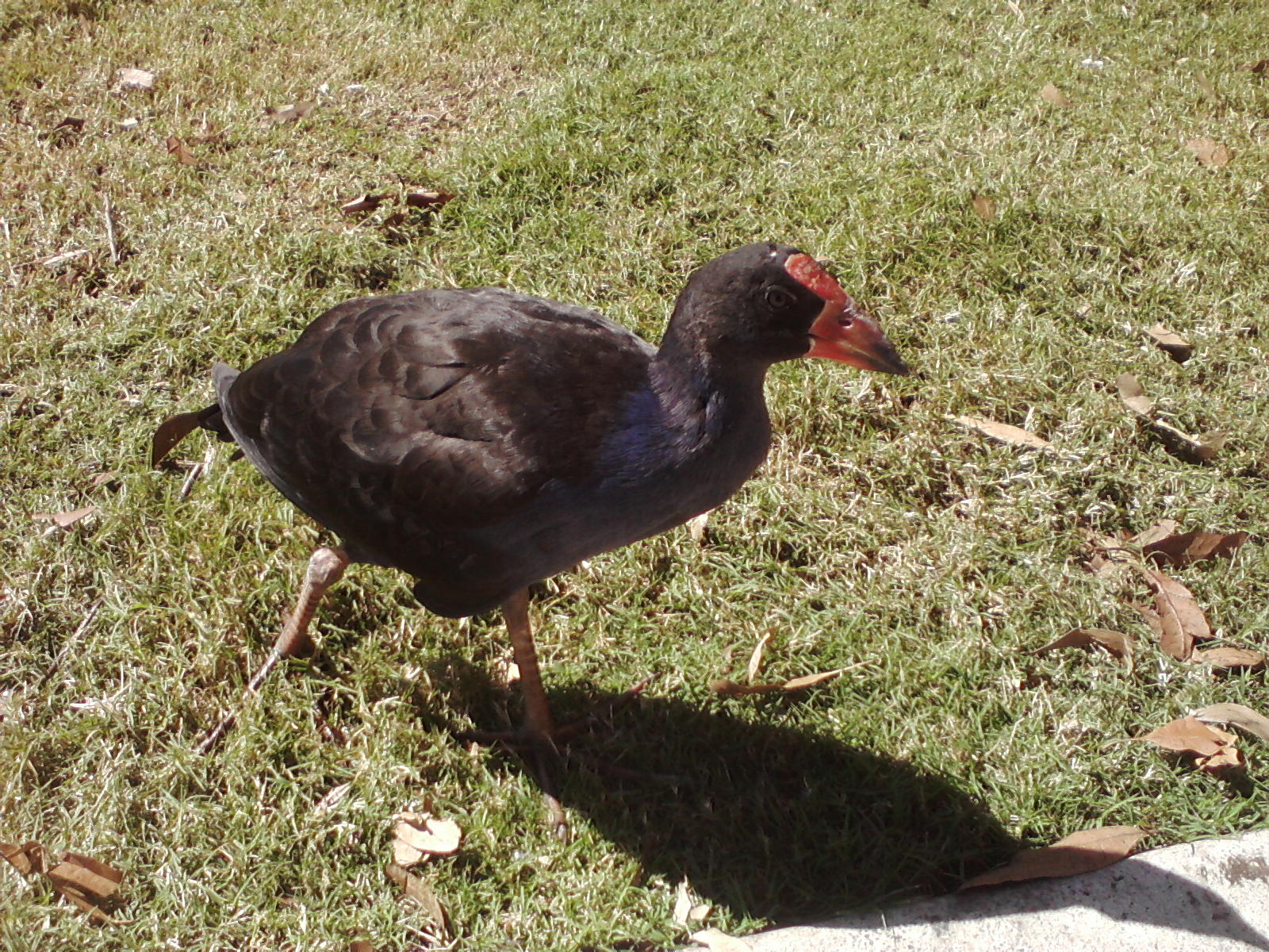 Postcards from Down Under: Chapter 29 - Return of the Skinny Black Chicken