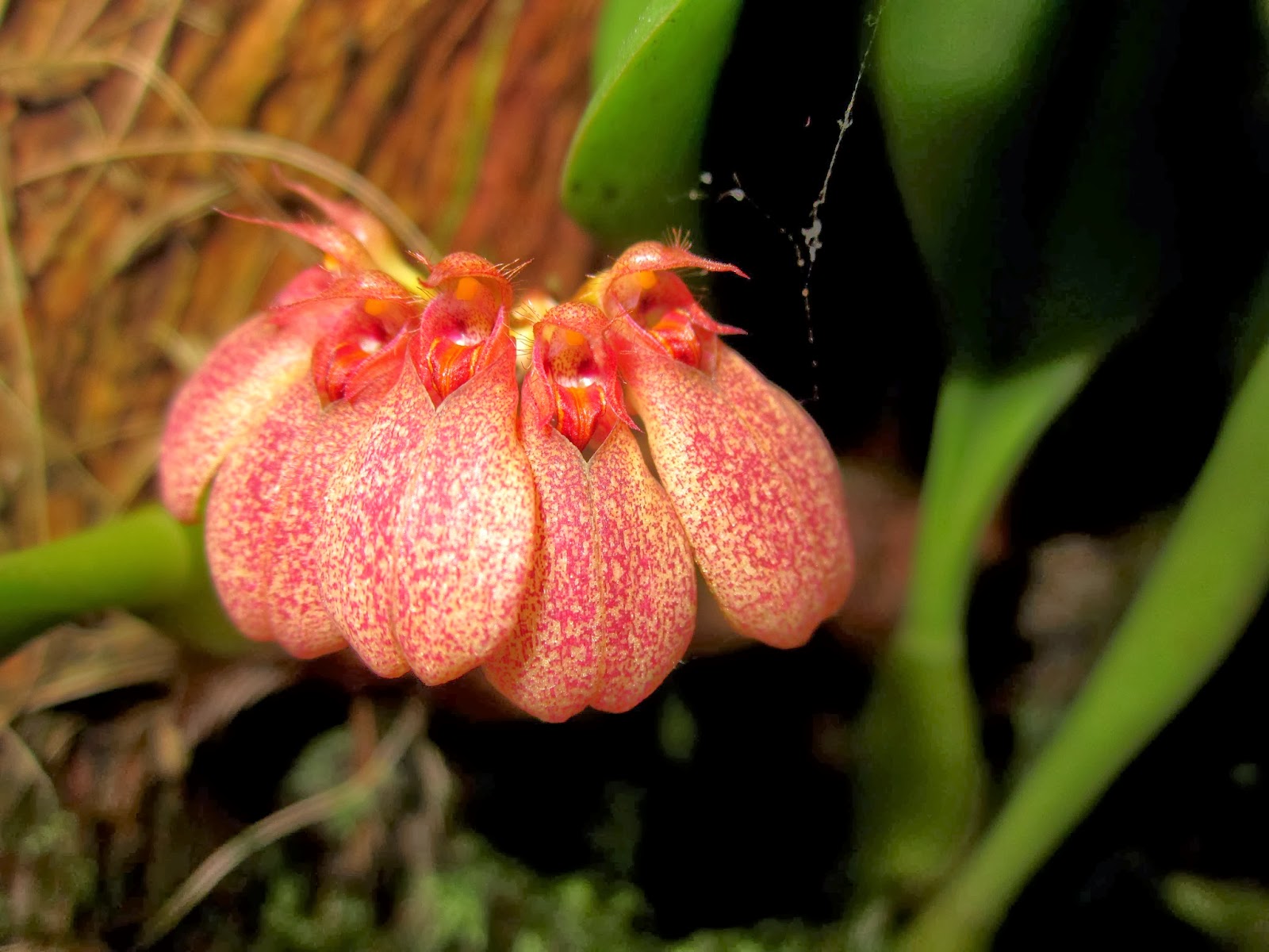 MillFa Wild Orchid: Bulbophyllum pulchellum