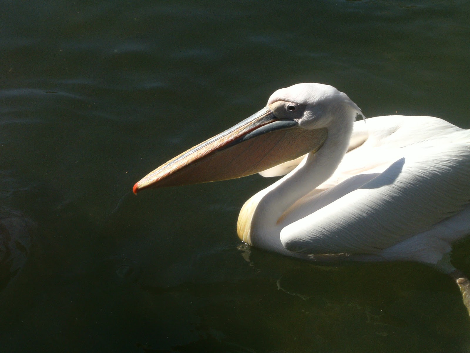 Sam in San Diego: Great white pelicans