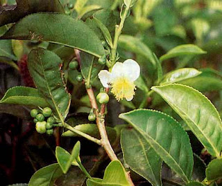 explore coretan tangan: Mengenal Berbagai Jenis Teh dan Manfaatnya