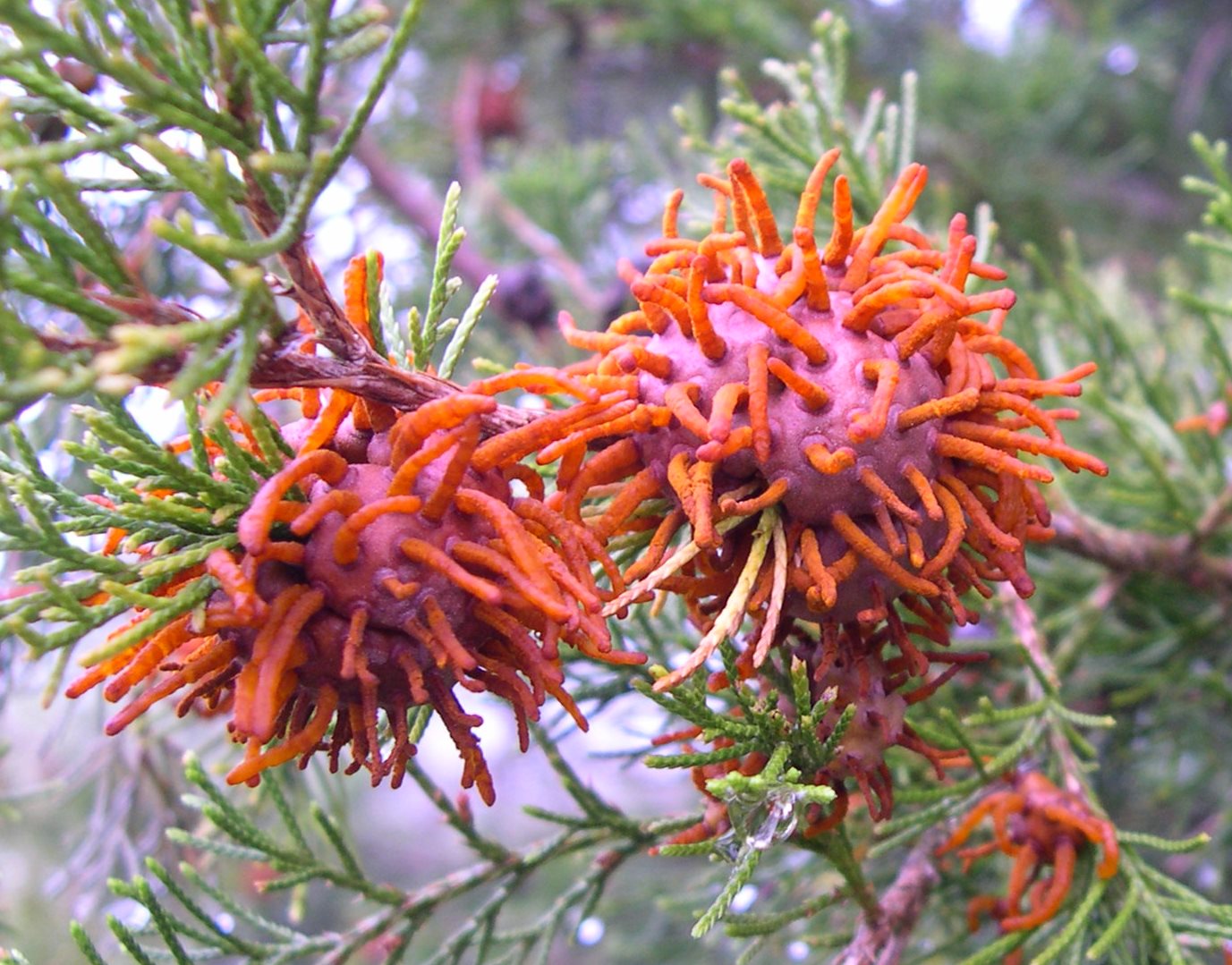 Tree Fruit Disease Update: Fire blight and other disease threats this week