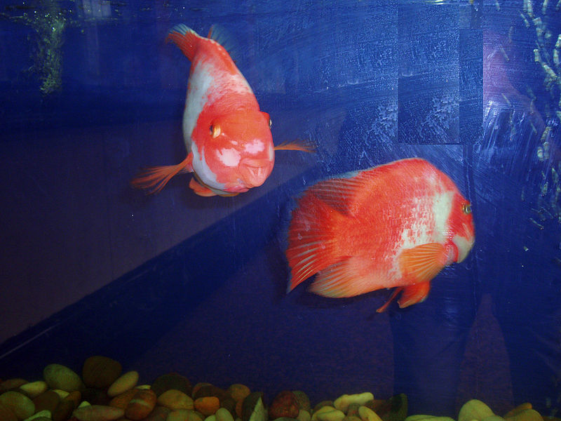 Flowerhorn The Hybrid Cichlids: Blood parrot cichlid