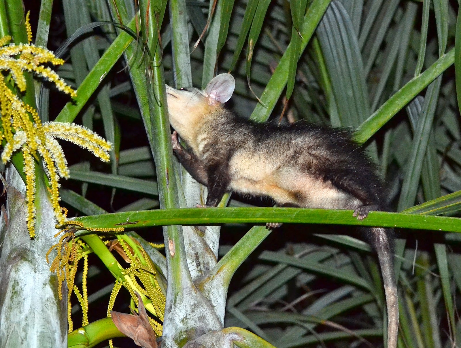 Cassaco nas Alagoas, Saruê no Pio IX