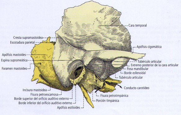 Anatomía y Neuroanatomía: Hueso Temporal. | Universidad Metropolitana ...
