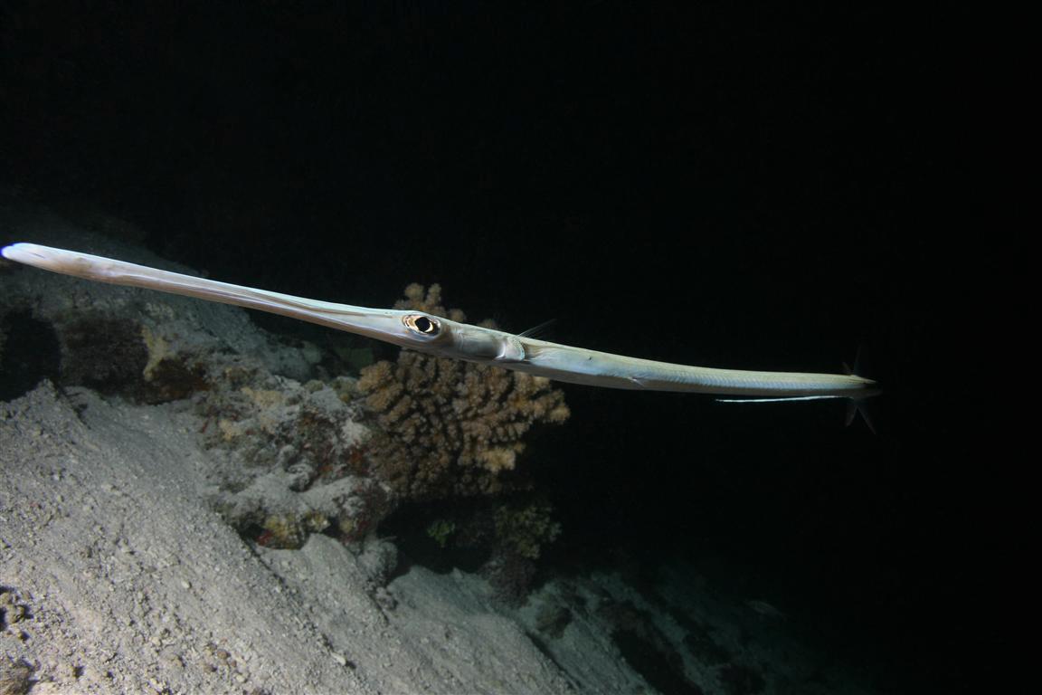 Kwajalein. Srsly.: Mister skinny fish!