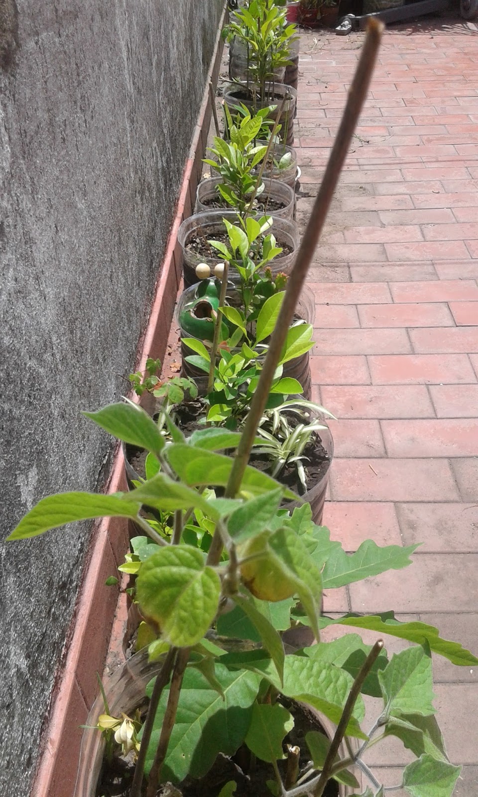 Fitorremediación del Aire Interior