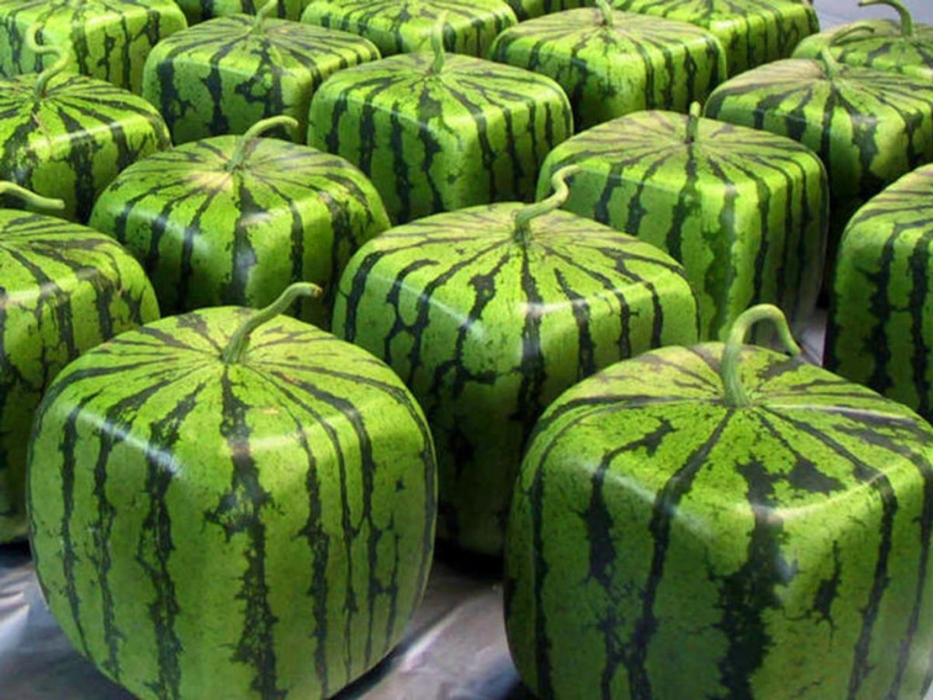 Jared Unzipped: Interesting Facts About Watermelon. Jared Unzipped: Interesting Facts About Watermelon.