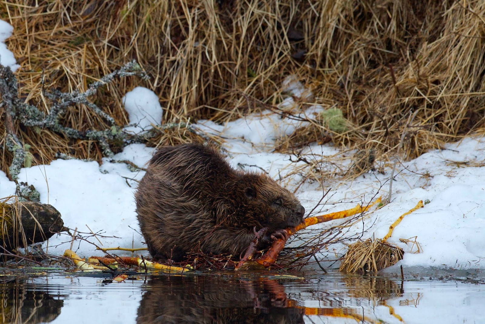 Naturfoto Einar Hugnes: Bever i Bymarka og Kortnebbgås ved Nidarø