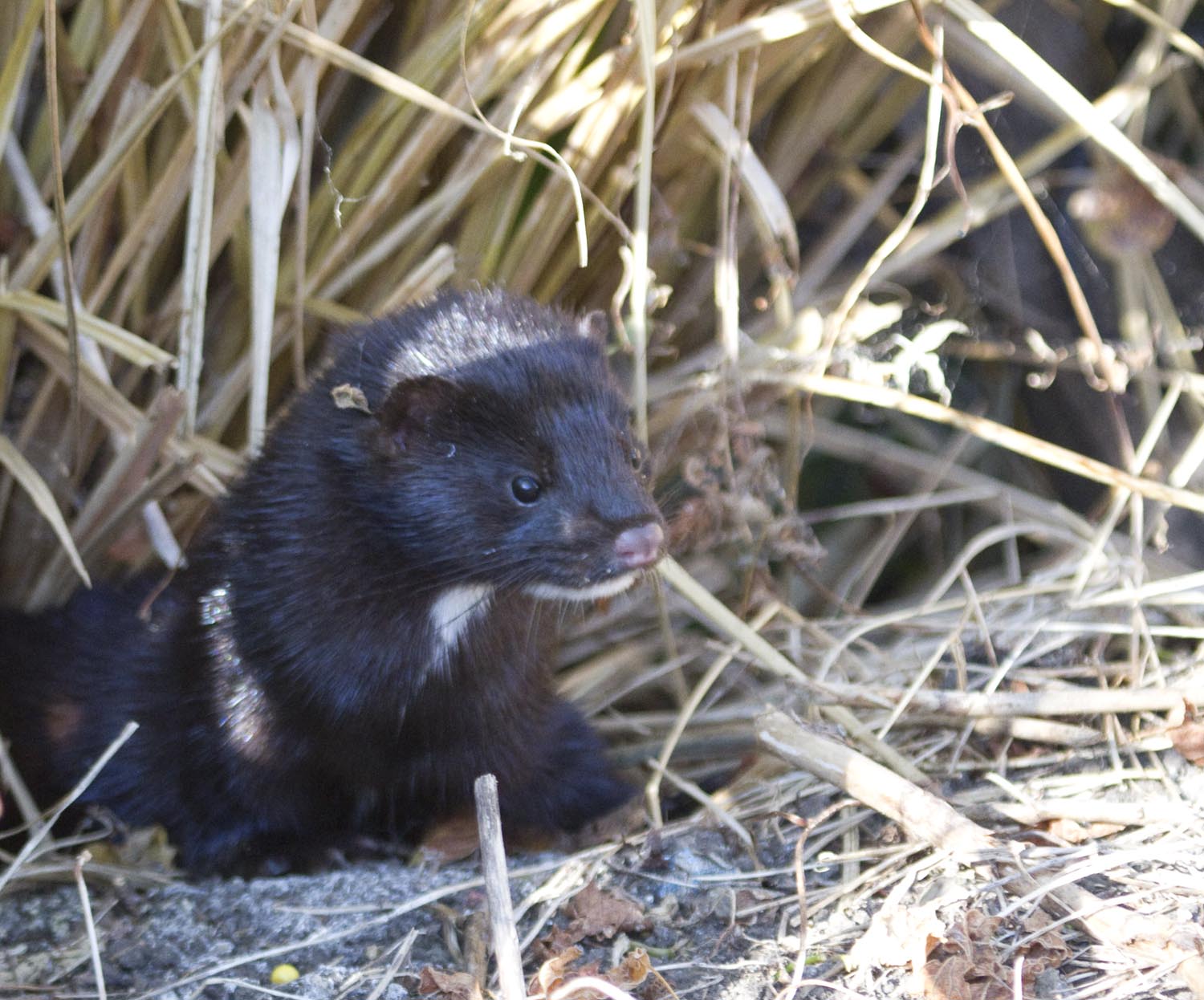 Thames Nature Notes: Beautiful . . . but deadly - the mink!