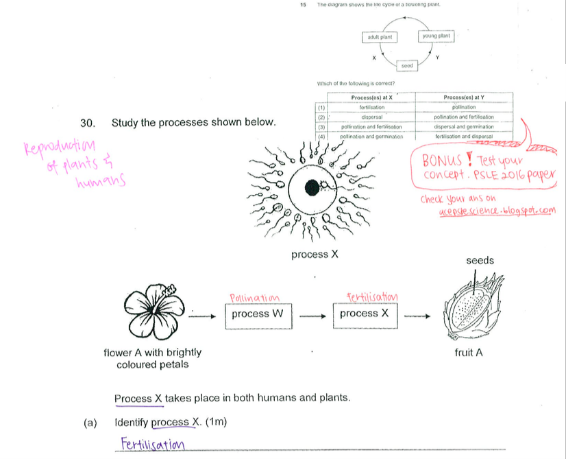 Answers to PSLE Questions