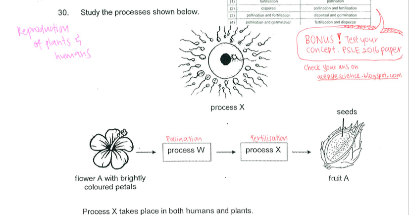 Answers to PSLE Questions