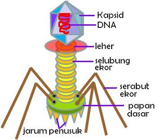 BIOLOGI FERDINAND : MATERI AJAR VIRUS