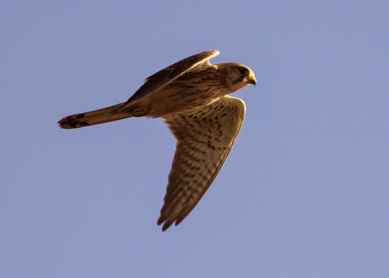 The Great British Bird Hunt: Week 29 02-11-2014 Birds Spotted: 2