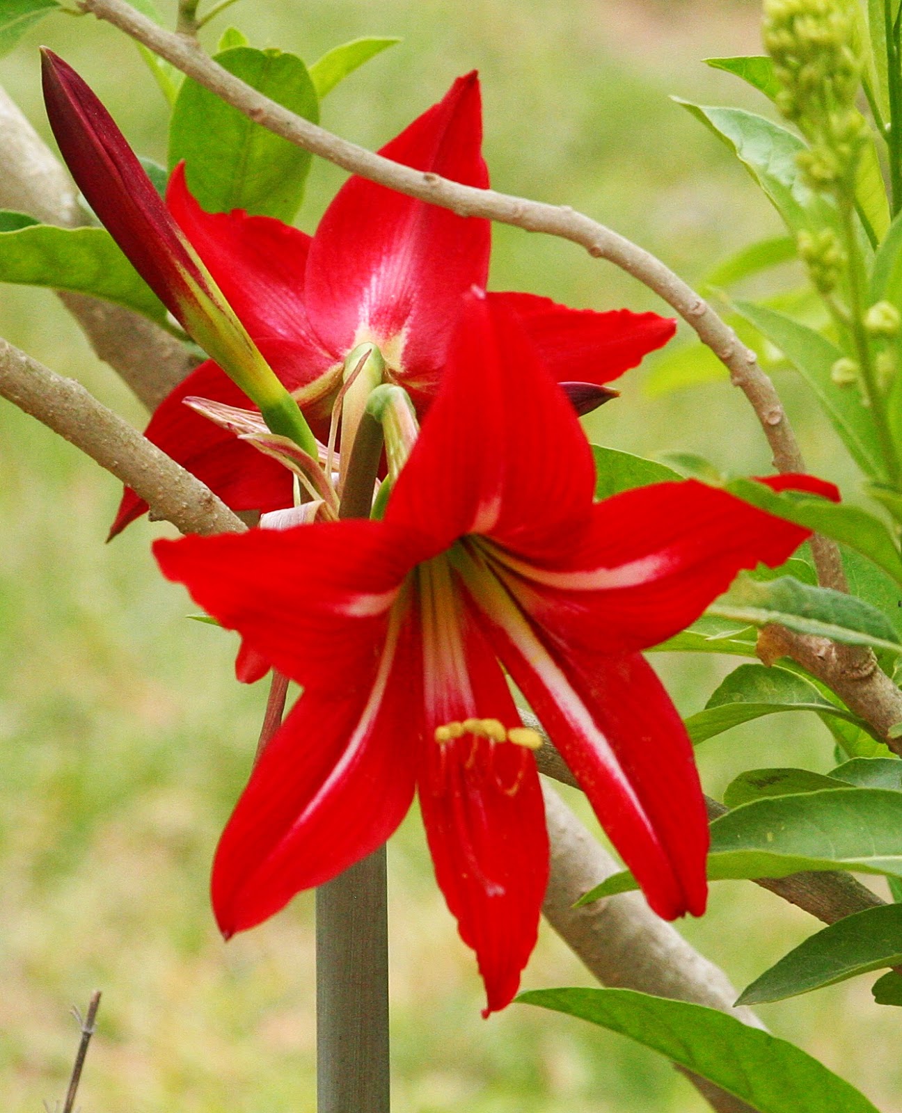 Gardening With Nature: This week in the garden - #57