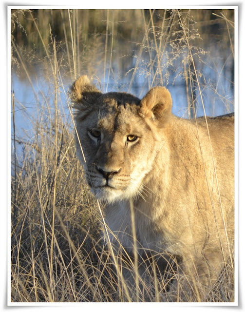 LIVING LIFE TO THE MAX: OUR AFRICAN SAFARI: "SHIBULA" Day 2 (Evening)